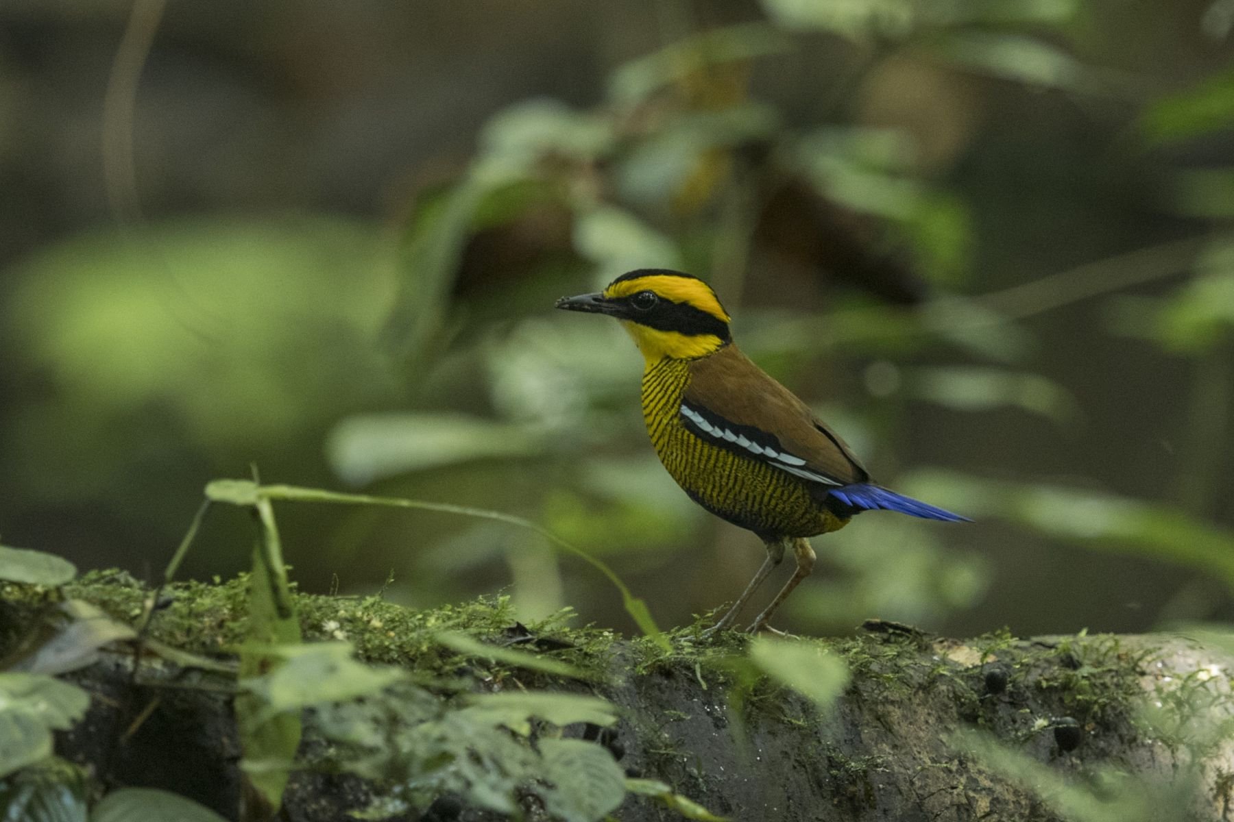 Oiseaux et mammifères exceptionnels de Bornéo